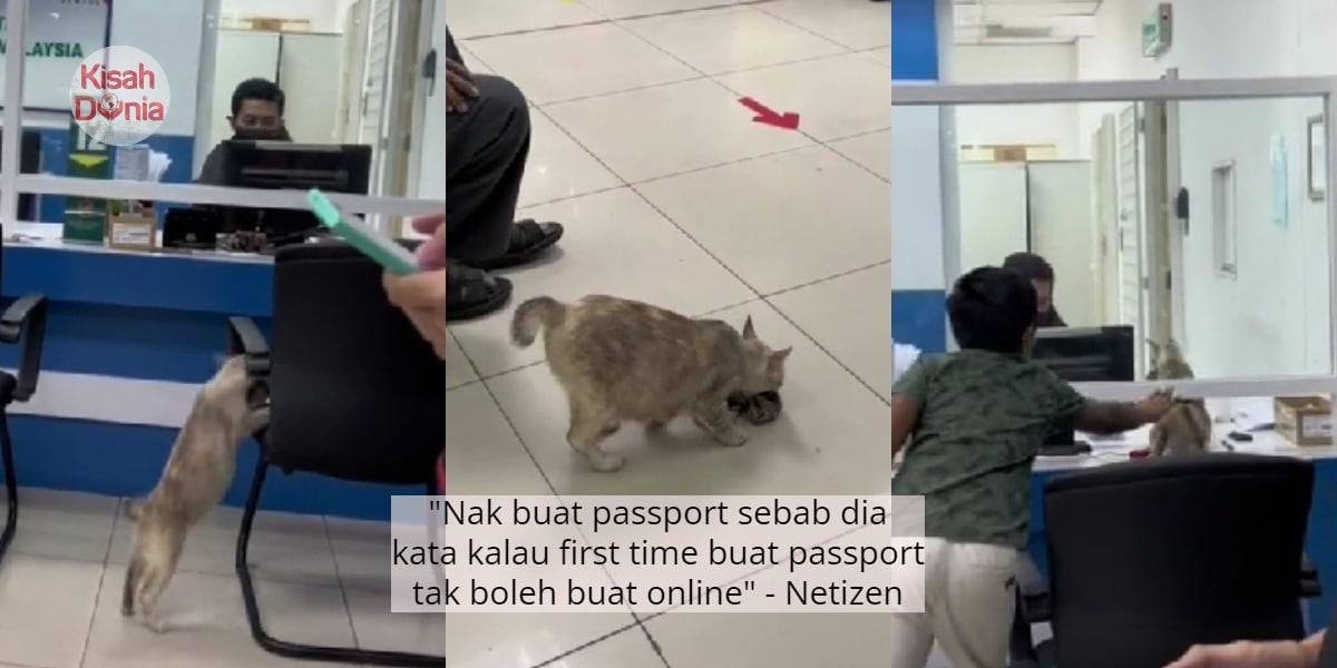 Angkut Anak Ke Kaunter Imigresen, Aksi Ibu Kucing Potong Lane Curi Perhatian – Kisah Dunia