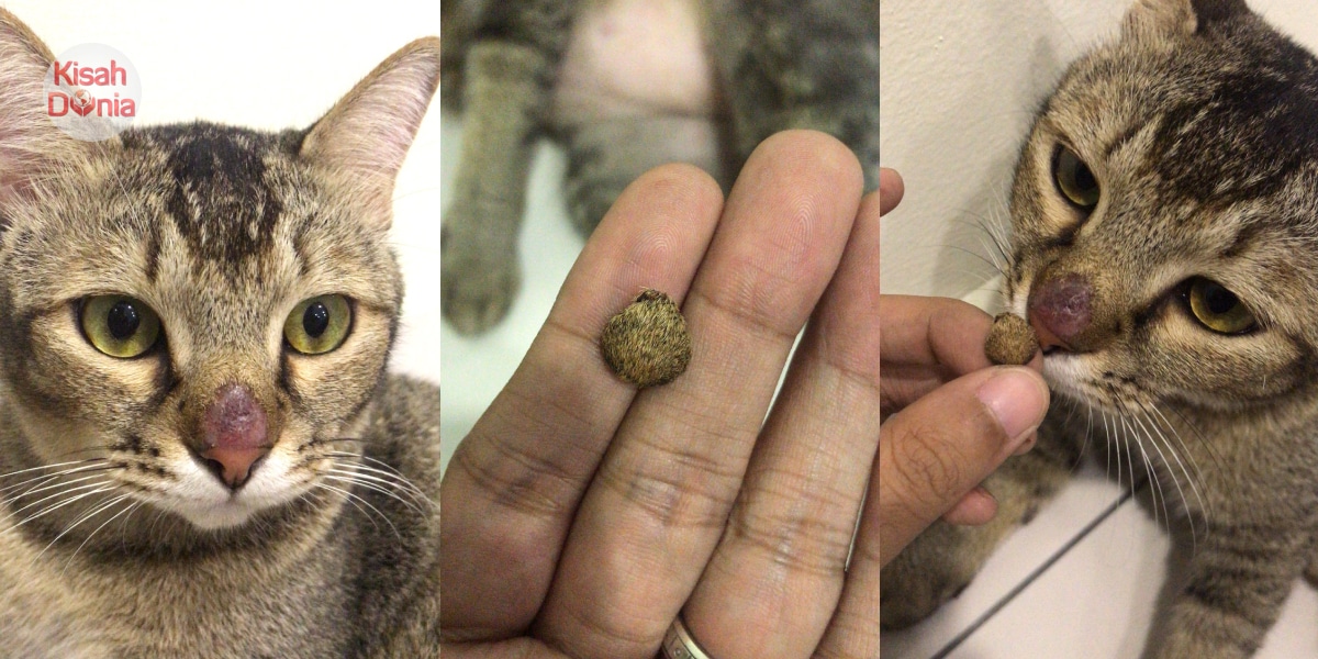 “Hidung Kucing Aku Boleh Ditanggalkan”, Si Bulus Kena Jangkitan Sporo ...