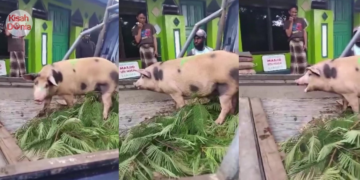 [VIDEO] Masih Belum Faham, Mualaf Bawa Khinzir Untuk Sedekah Ibadah ...